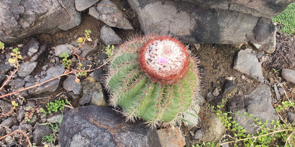 Savan Island – eine einsame Insel nur für uns … – catamaran-aries.net